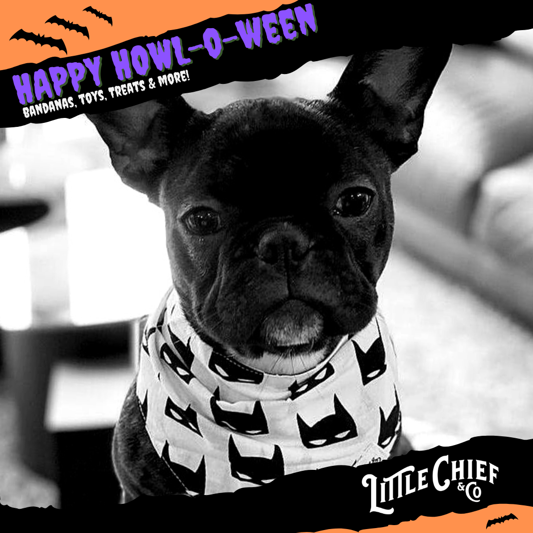 Little Chief & Co. - A New Breed of Pet Outfitter